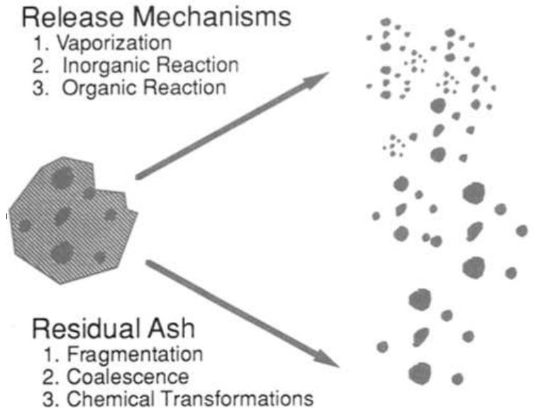 Schematic illustration of the fate of inorganic material in
