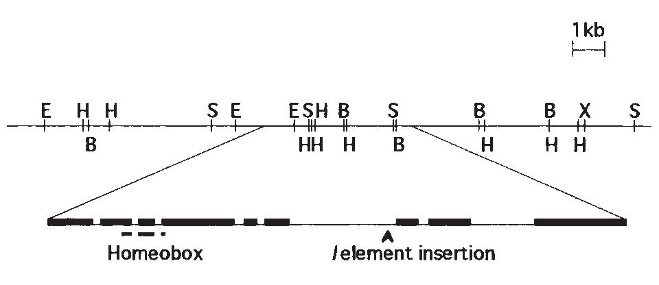 Physical map of the anl2 locus. shown is a physical map of