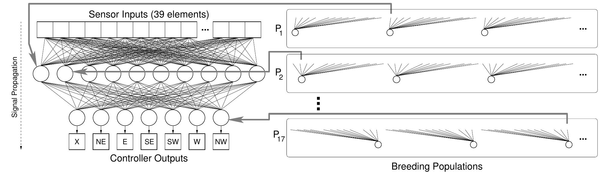 Neuroevolution with esp.. in esp, a separate breeding