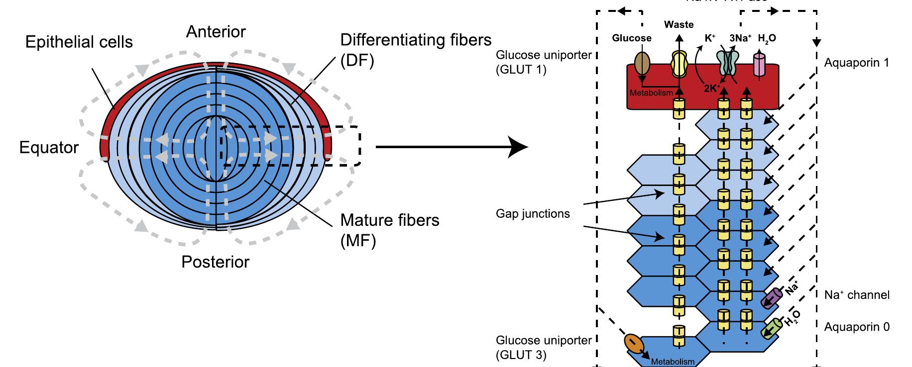 Structure and function of mammalian eye lens. (left) the