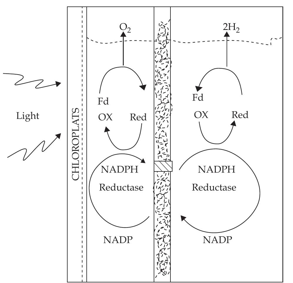 8 concept of a two-stage separated system for pho tolytic