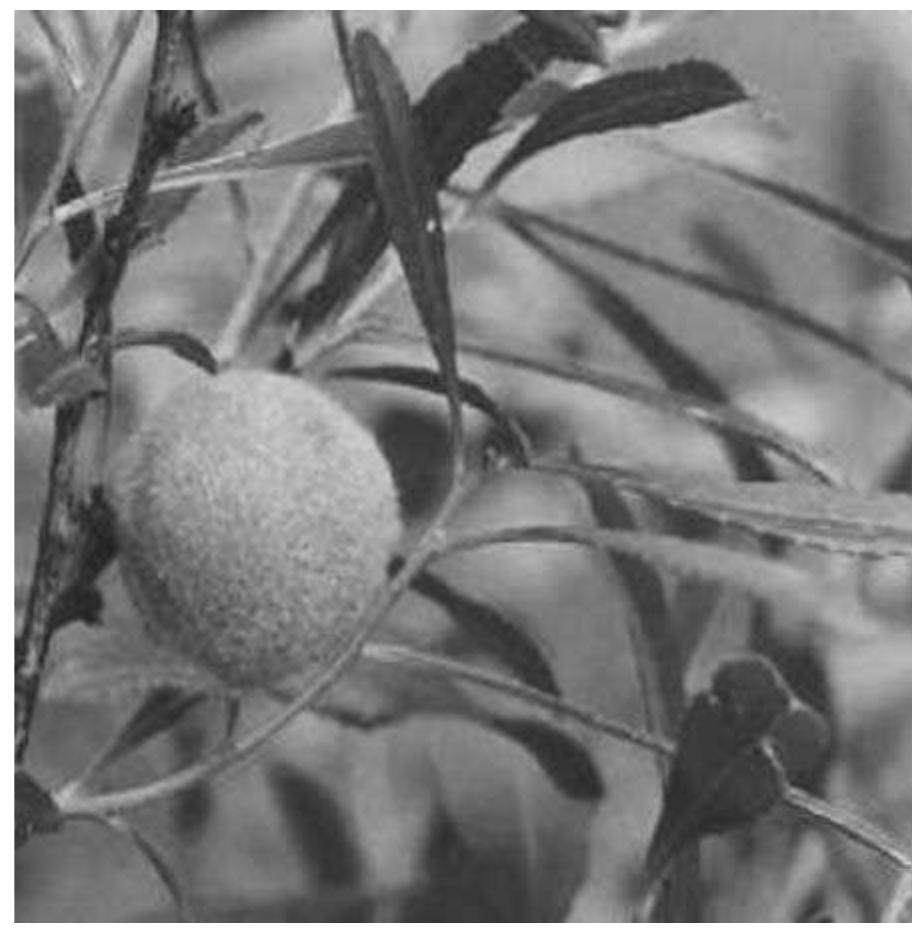 20 prunus communis. (photo courtesy of gernot katzer