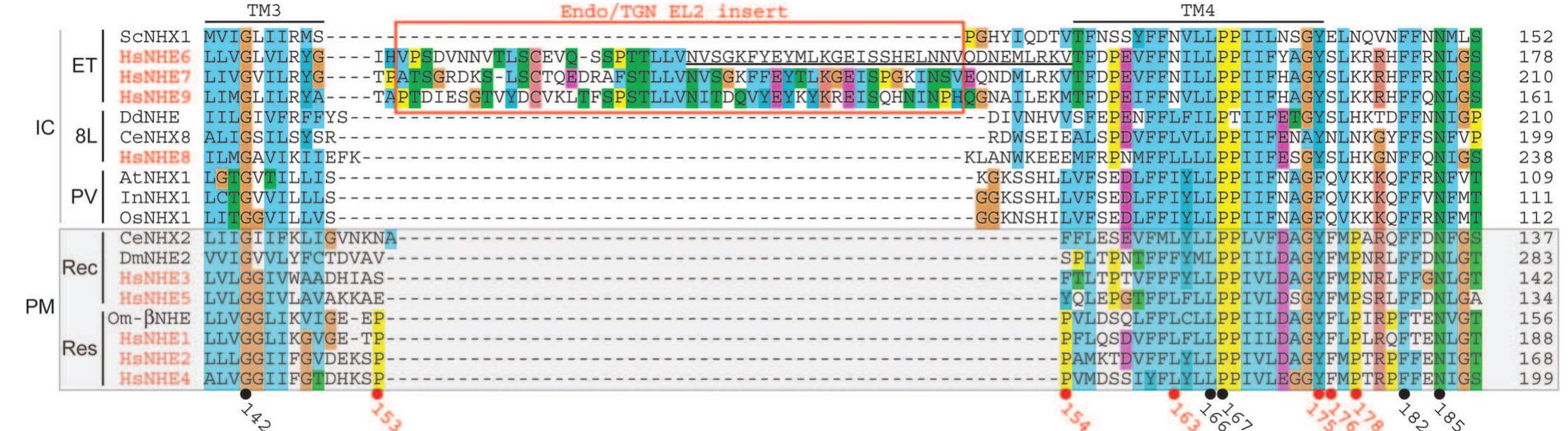 Protein sequence alignment showing the transmembrane