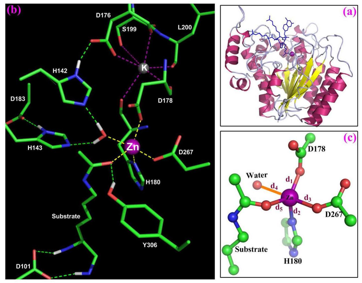 Figure 1 - A Proton-Shuttle Reaction Mechanism for Histone