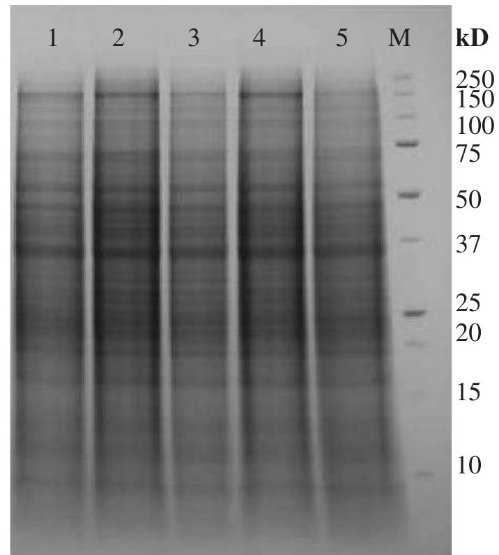 Sds-page of rotifer soluble protein grown on different diet