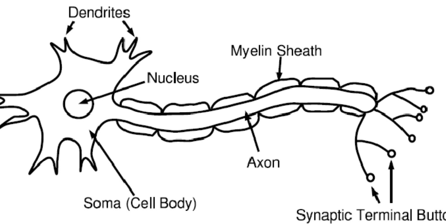 The structure of a biological neuron [petrus, thuijsman and
