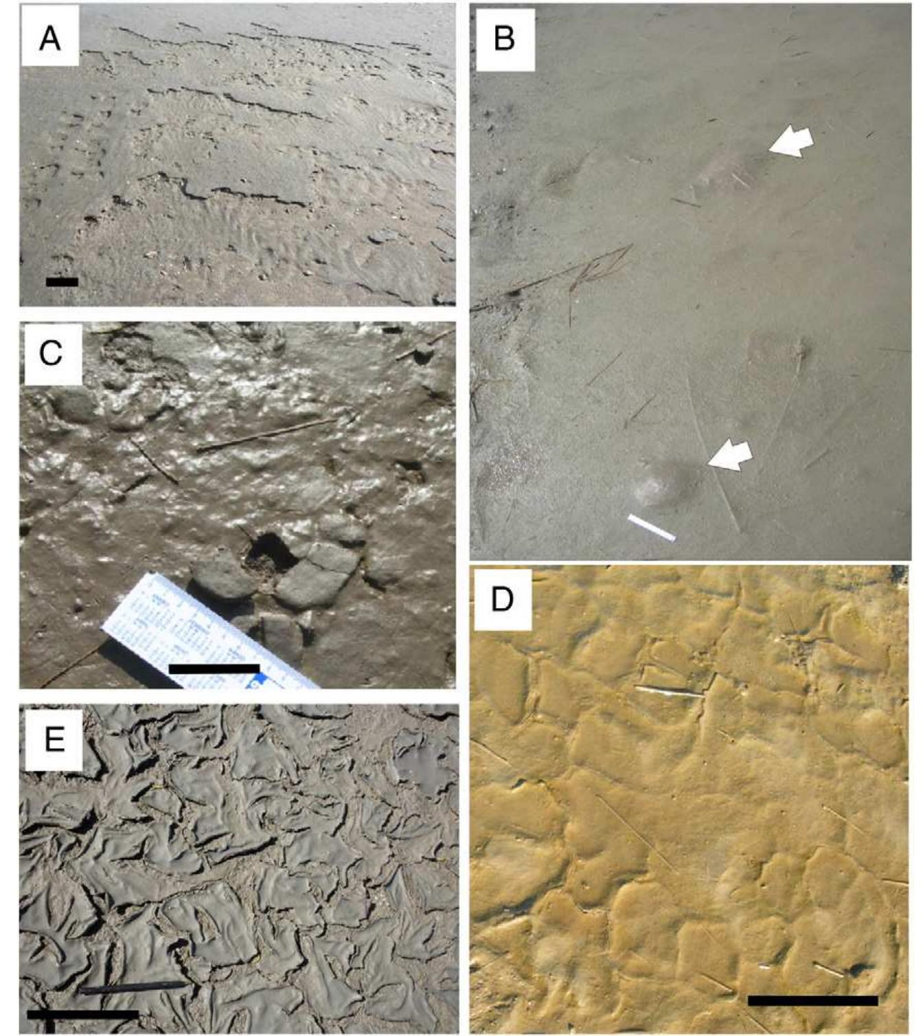 Typical microbially induced sedimentary structures found on