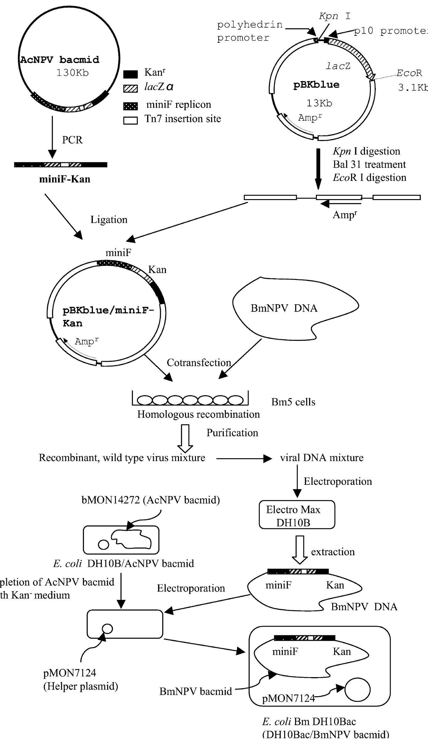 Schematic outline for construction of bmnpv bacmid. a