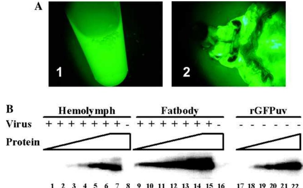 (a) gfp, expression in tissues of b. mori larvae. the larvae
