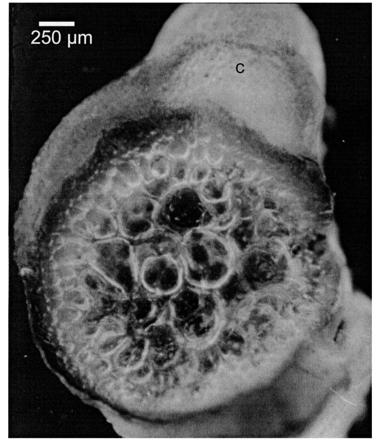 Medial explant of g. chilensis. cross section of the apical