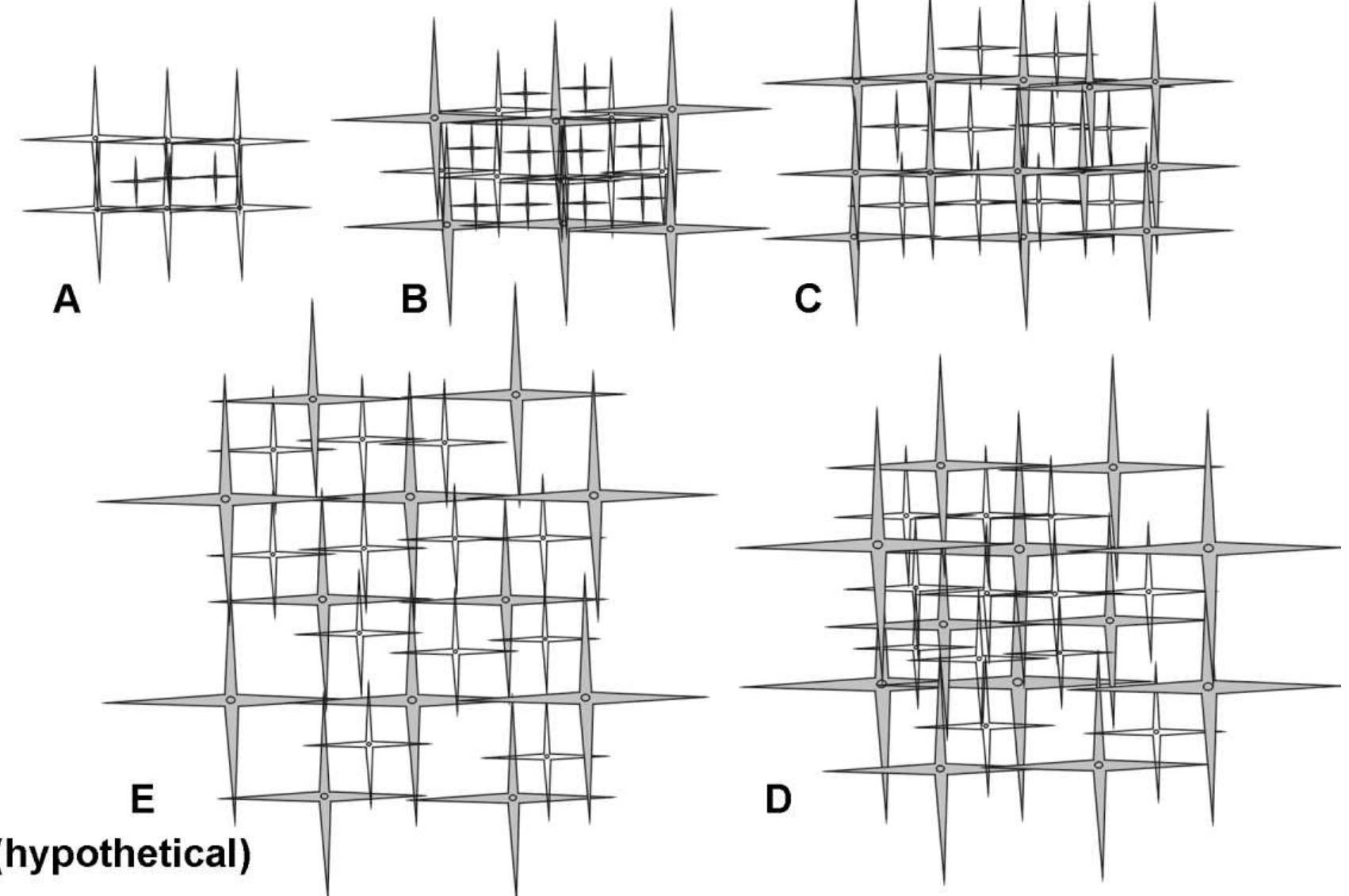 Reconstructed growth diagram of outer spicule layer of