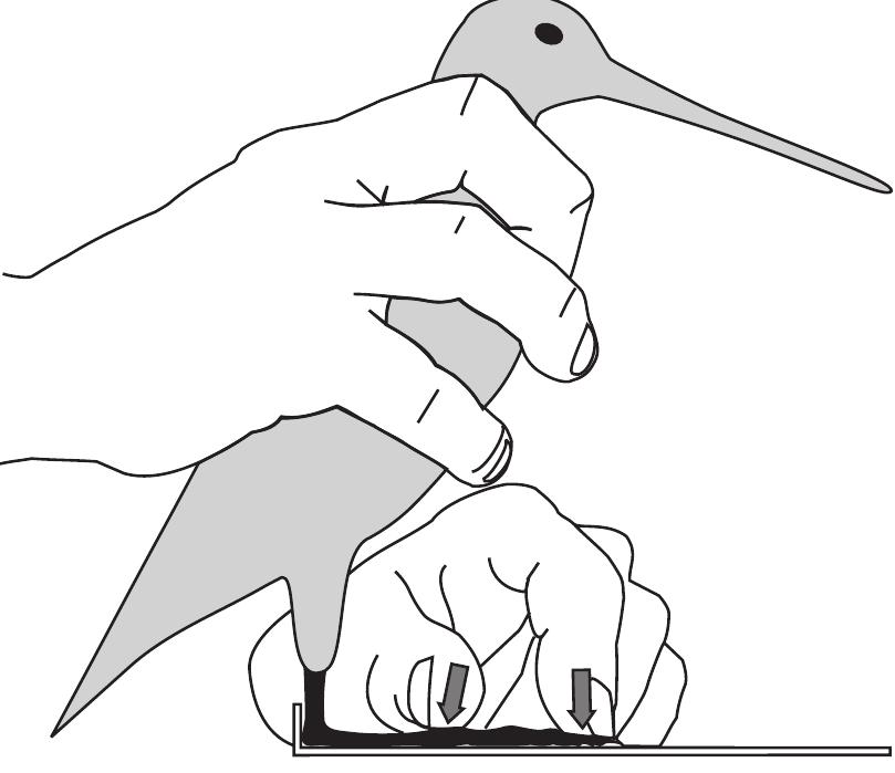 Figure 56 - from Bird Station Manual