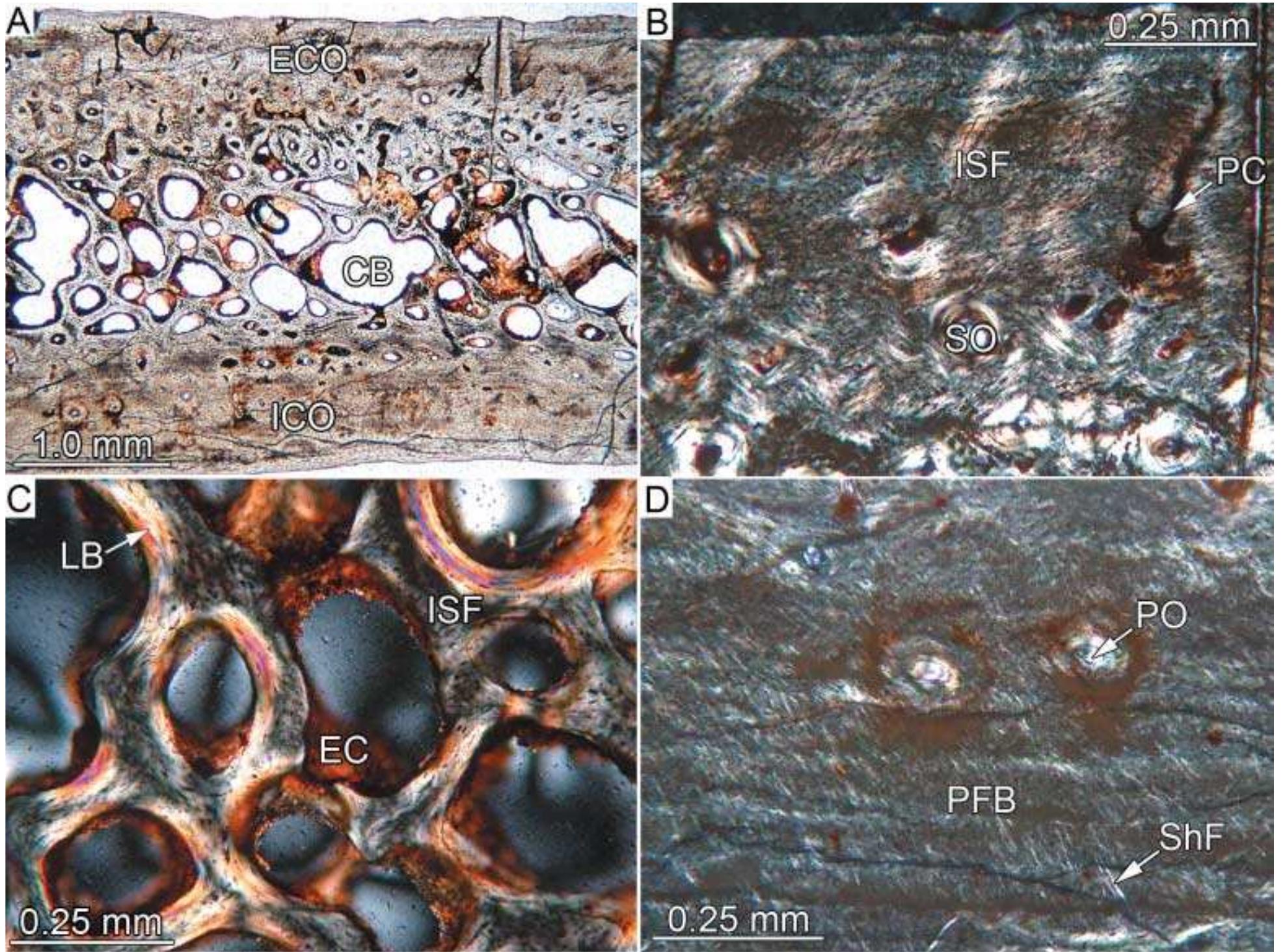 Shell bone histology of kirtlington histomorph ii. dia.