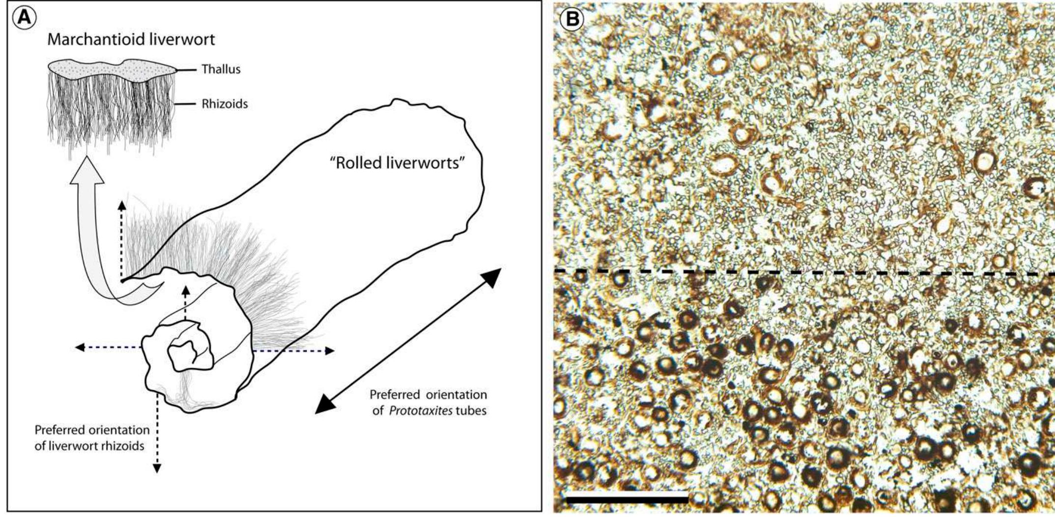 Figure 1 - from The Enigmatic Devonian Fossil Prototaxites