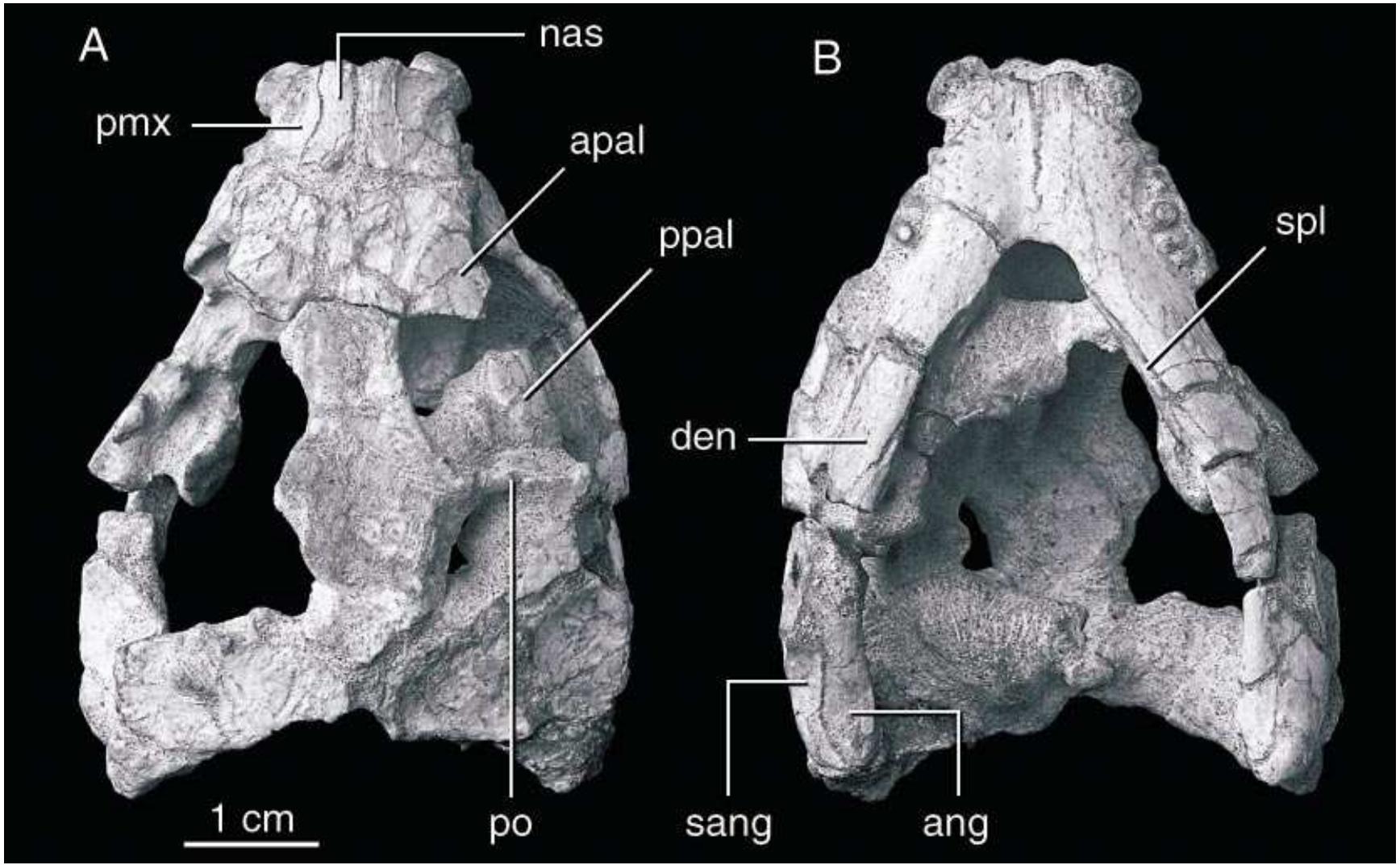 Skull of specimen igm 100/1304 in dorsal (a) and ventral (b)