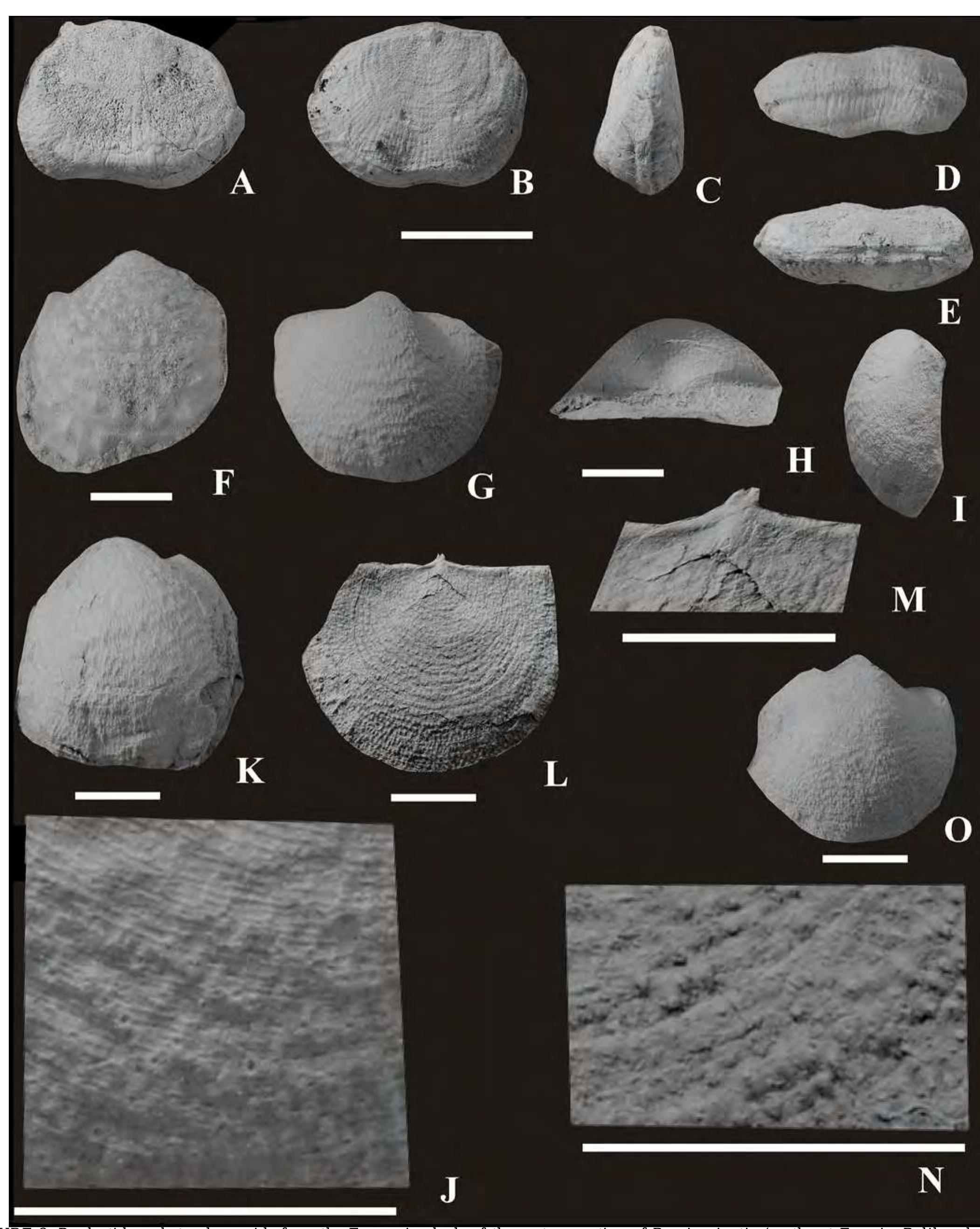 Figure 2 - LATE DEVONIAN (FAMENNIAN) BRACHIOPODS, CONODONTS,