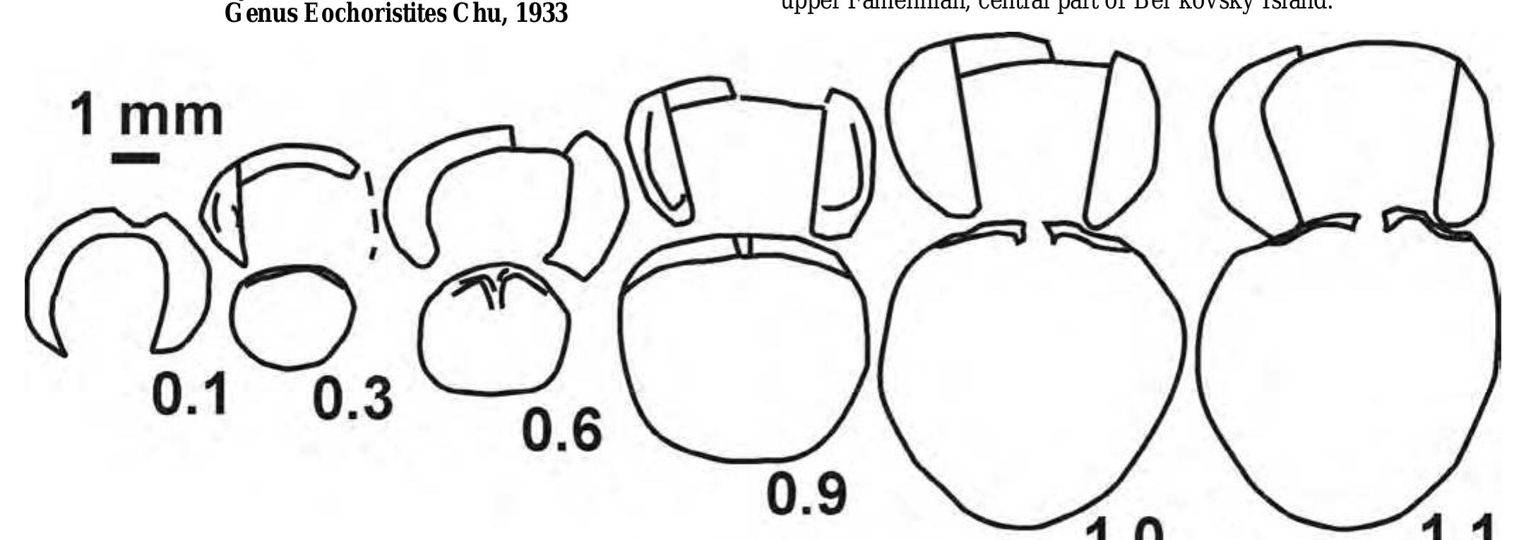 Figure 6 - LATE DEVONIAN (FAMENNIAN) BRACHIOPODS, CONODONTS,