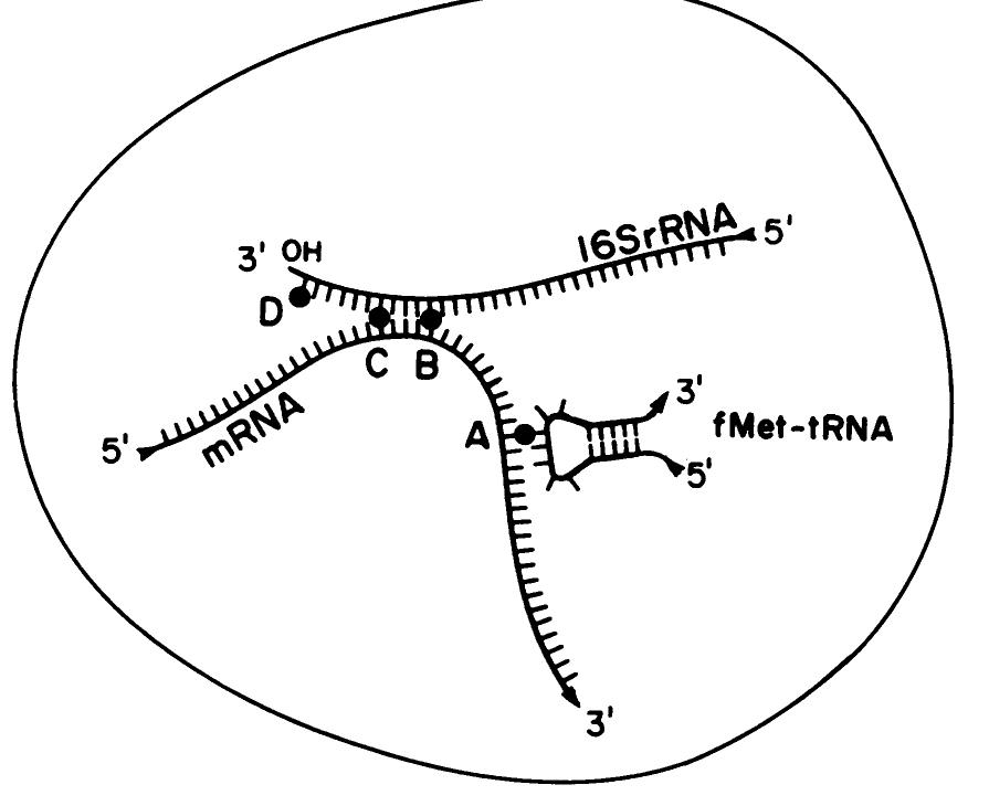 Base pairing interactions between rrna, mrna, and trna are