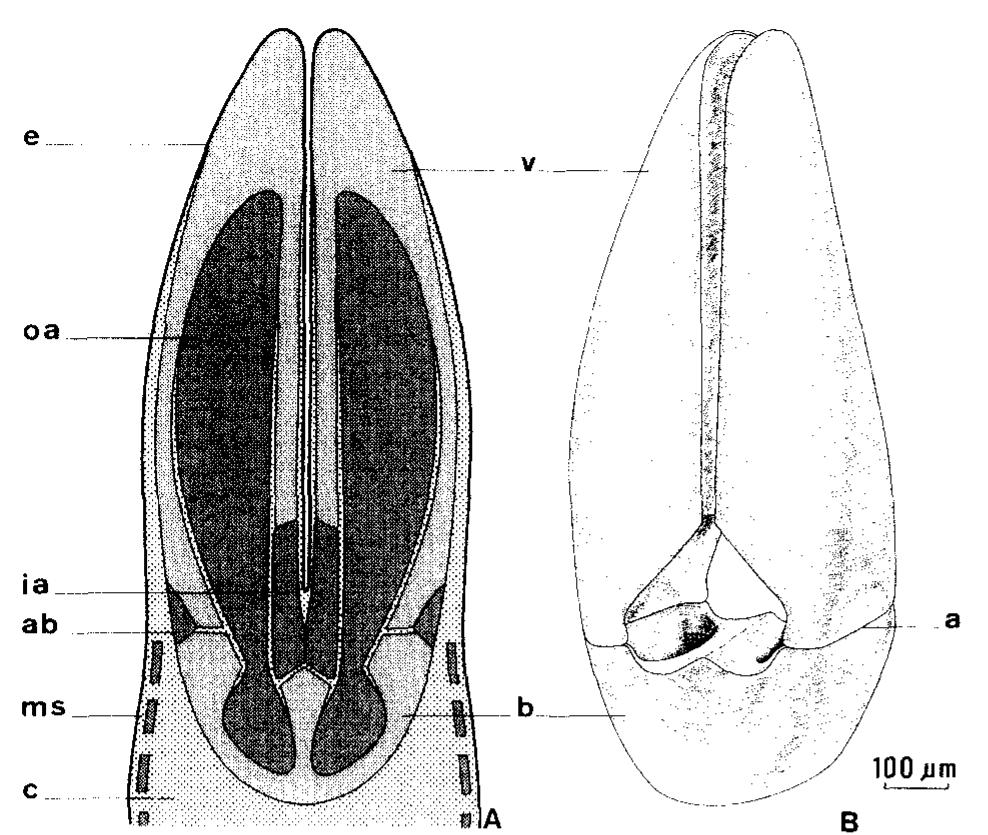 A, b. diagrammatic longitudinal section (a) and skeletal