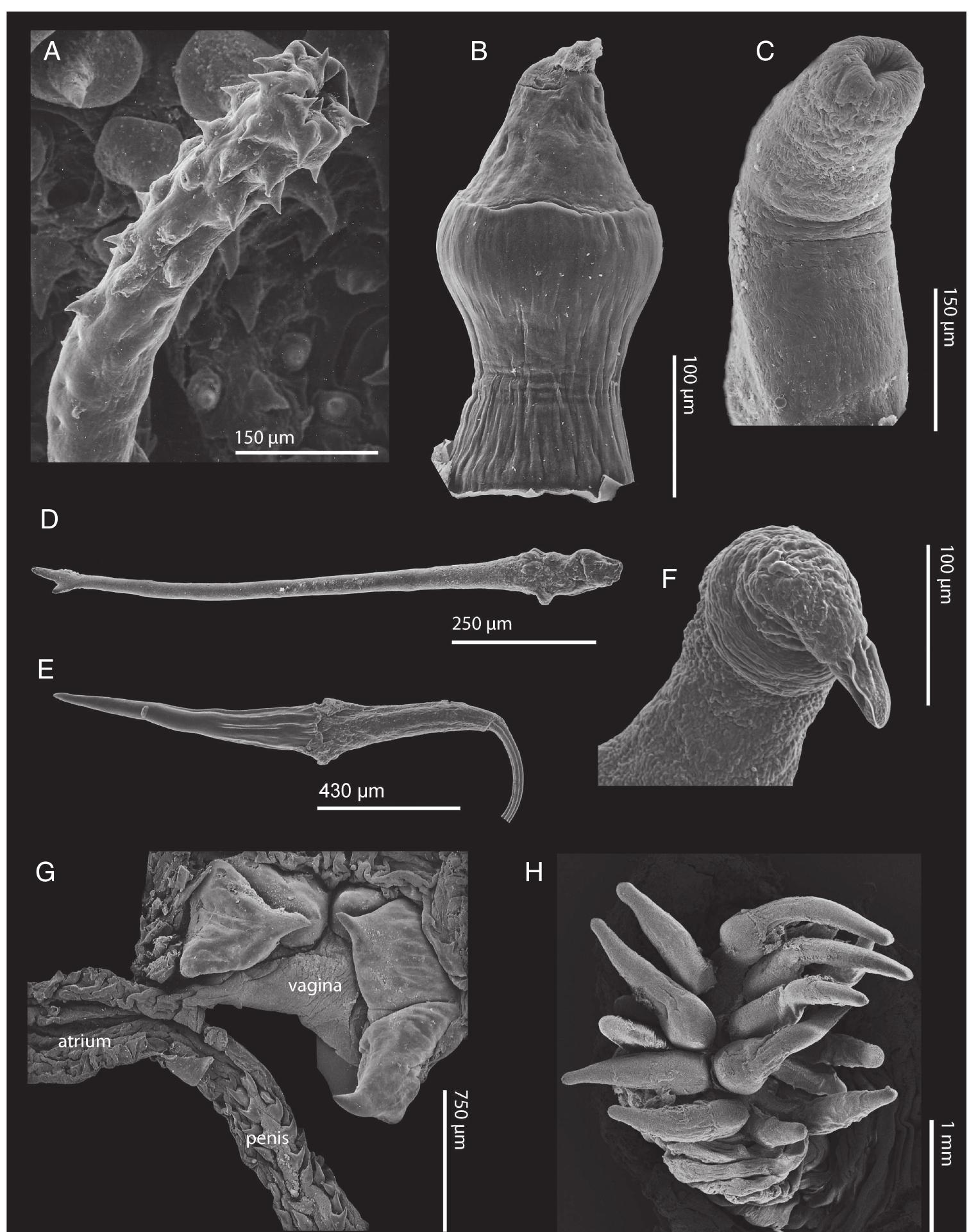 (PDF) Chapter 8. Opisthobranchs