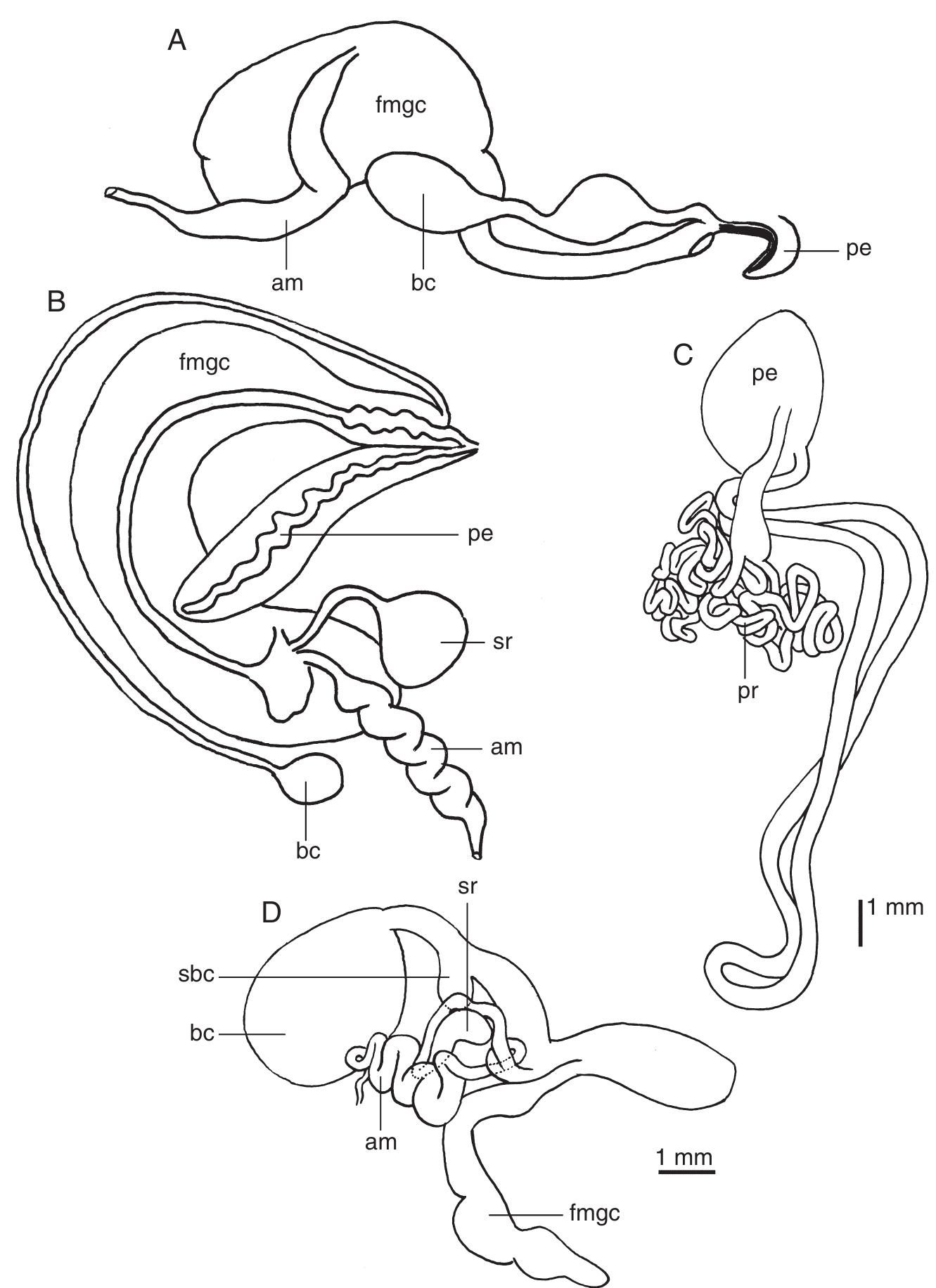(PDF) Chapter 8. Opisthobranchs
