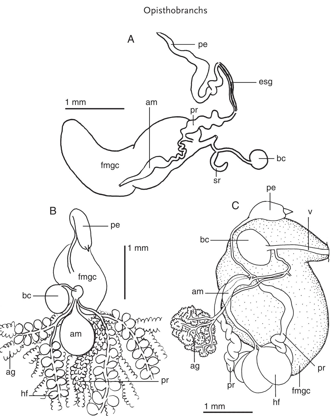 (PDF) Chapter 8. Opisthobranchs