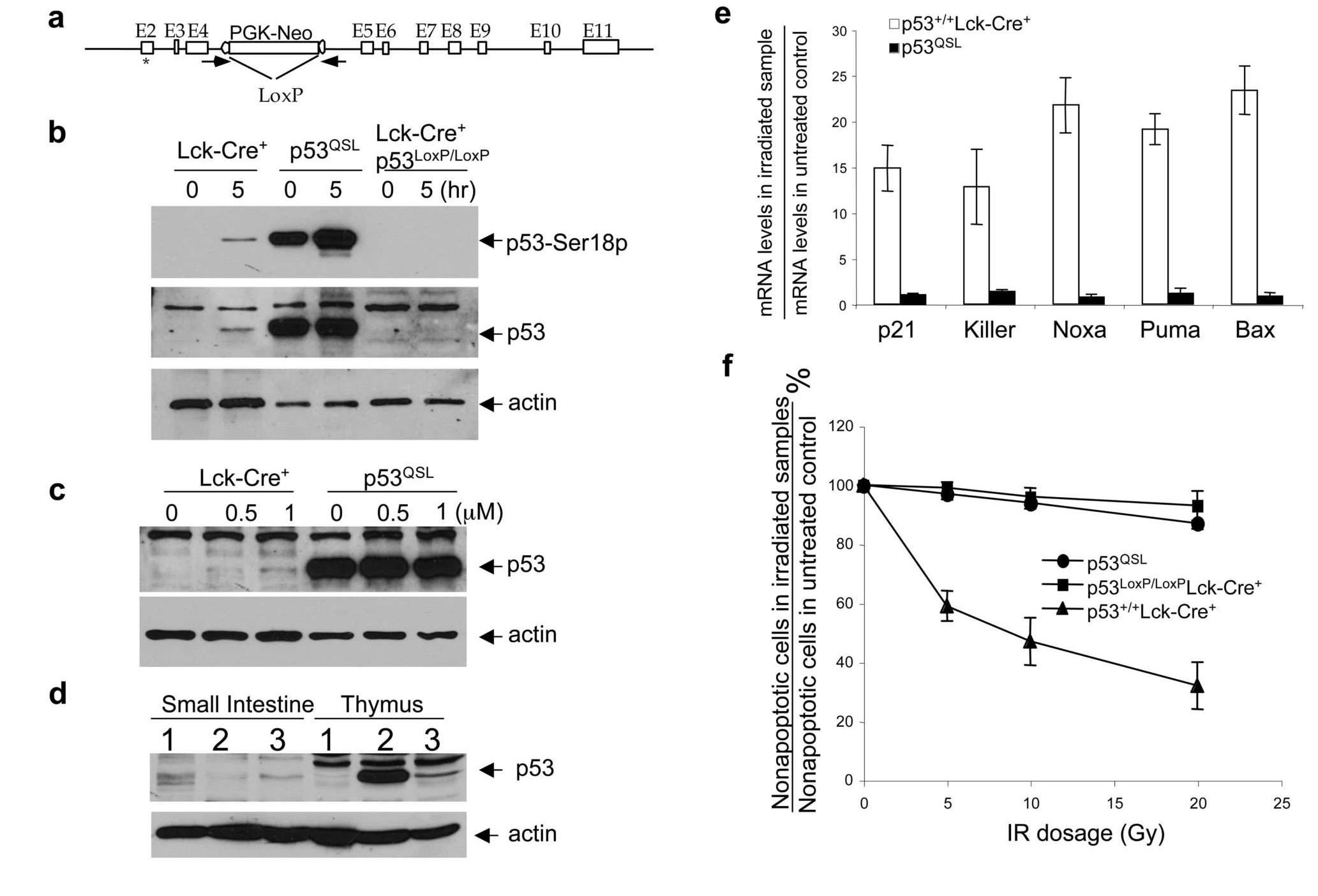 Figure |. expression and function of p53 in the thymocytes