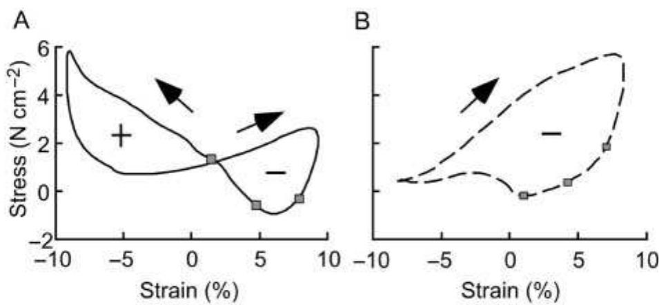 Representative work loop plots for muscles 178 and 179 of
