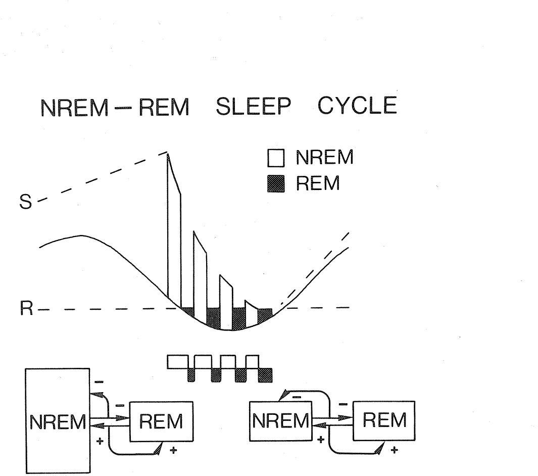 (PDF) A Two Process Model of Sleep Regulation