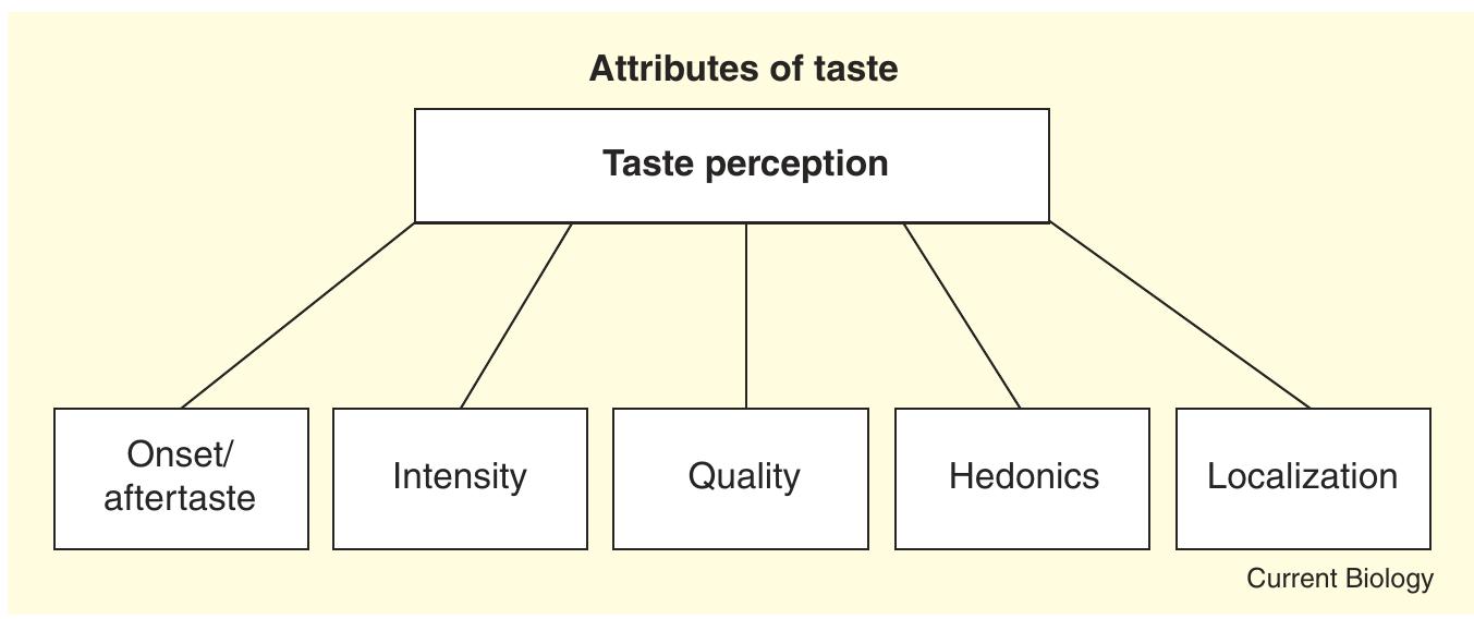 The psychological attributes of a taste percept. the percept