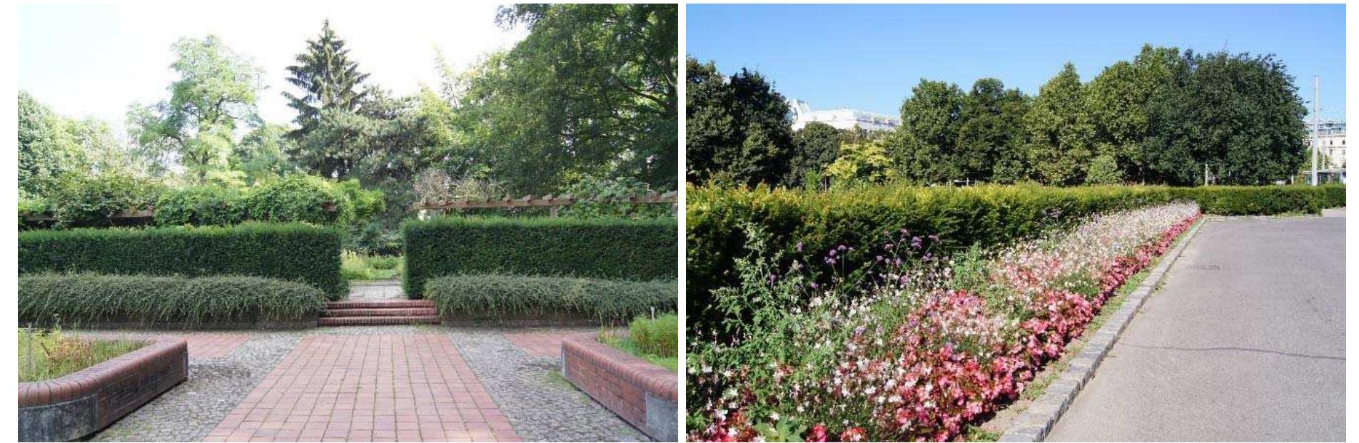 Boundary using yew trees in planting designs