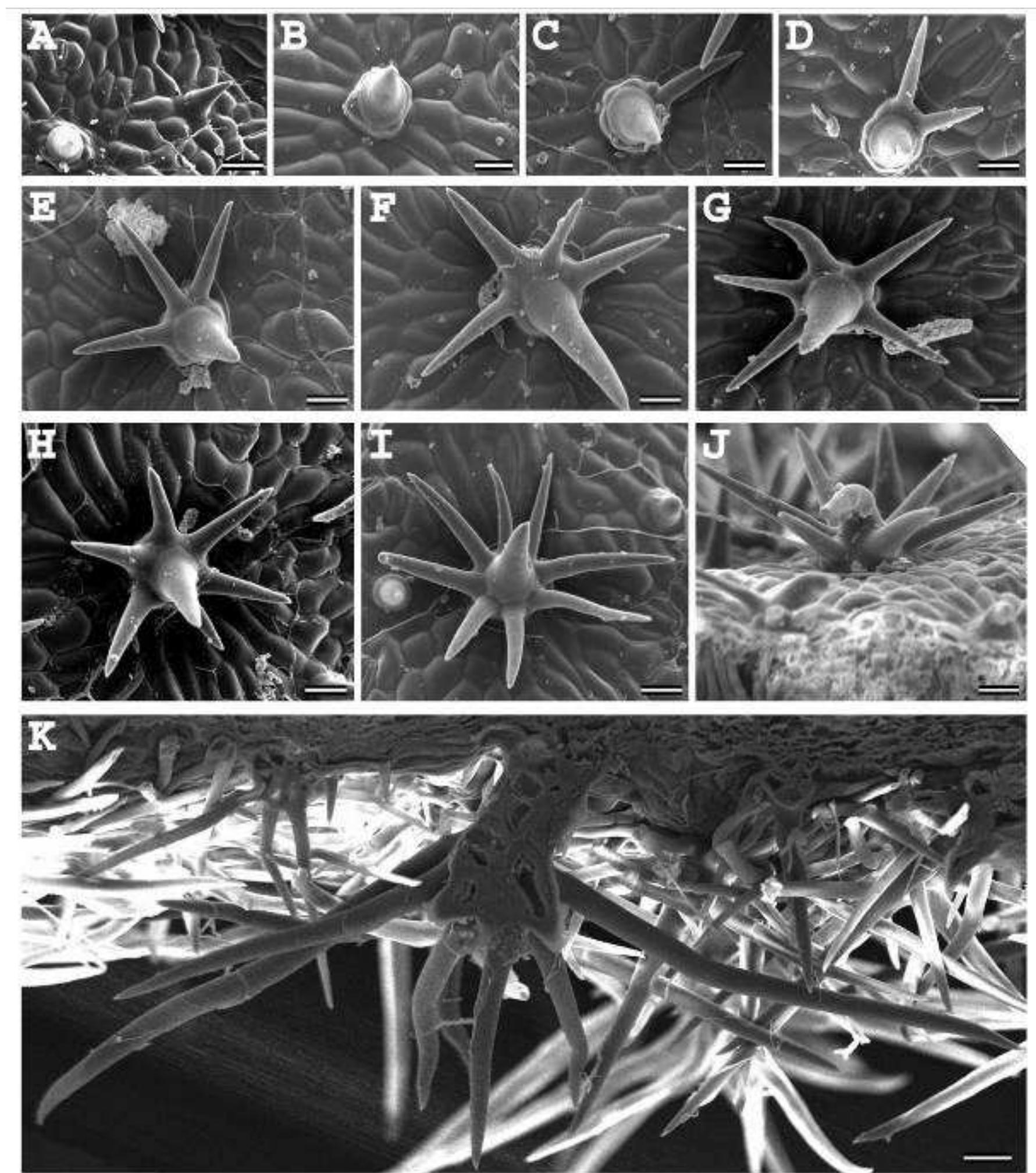 2 1. scanning eletron microscopy photograph of the