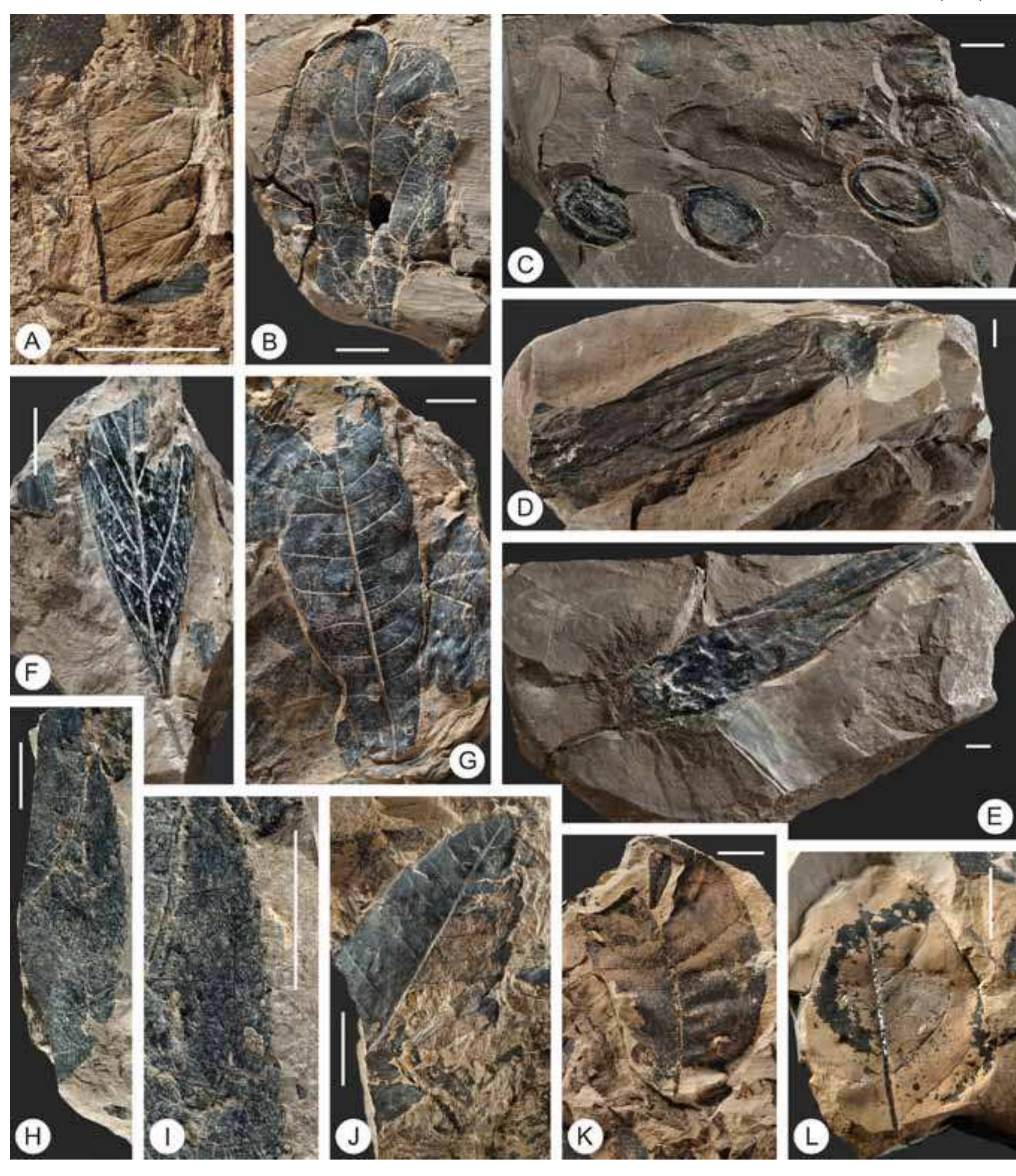 Selected plant remains from the na duong formation (all