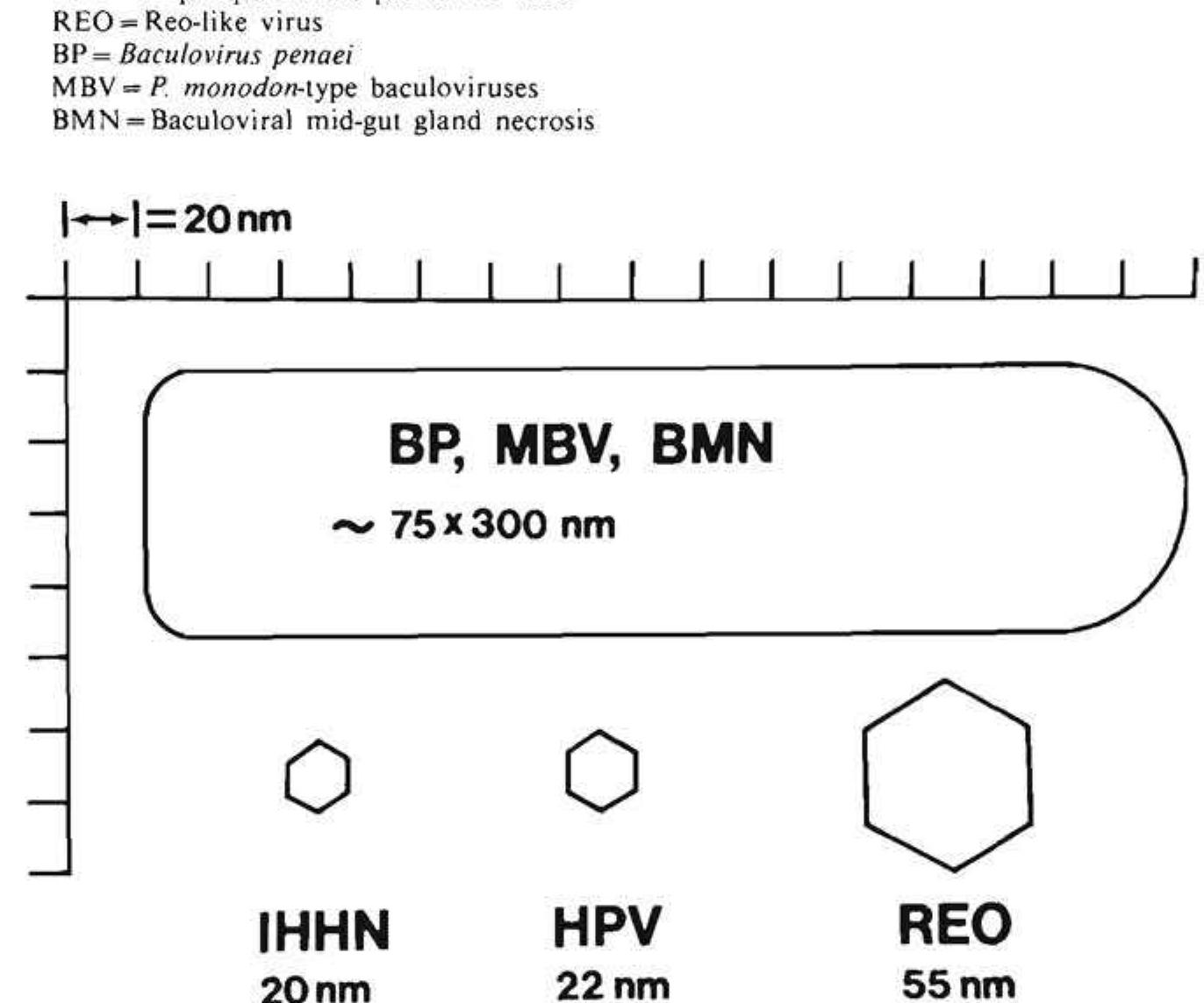 aschematic representation of the six known viruses. all