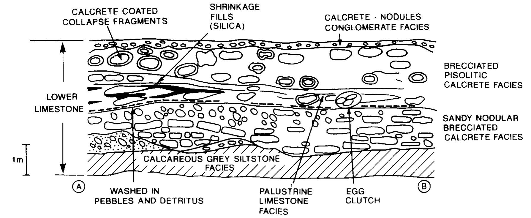 Schematic diagram (exaggerated vertical scale) of the lower