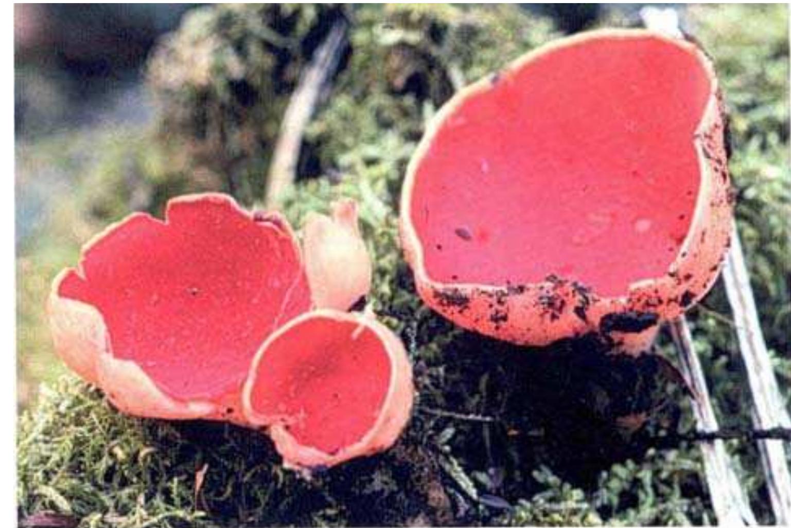 30 discomycetes, such as the sarcoscypha shown here, are
