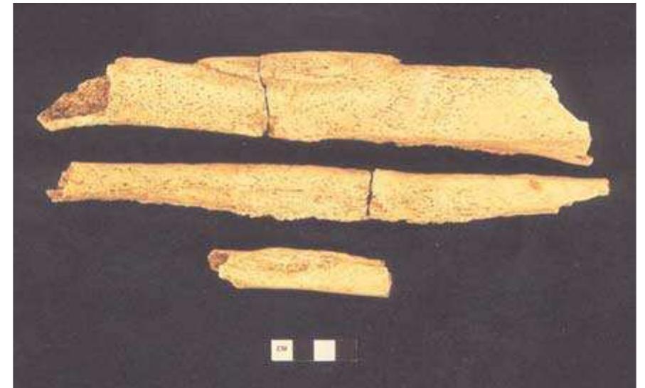 Lateral view of the left tibia and fibula of b22 (adult