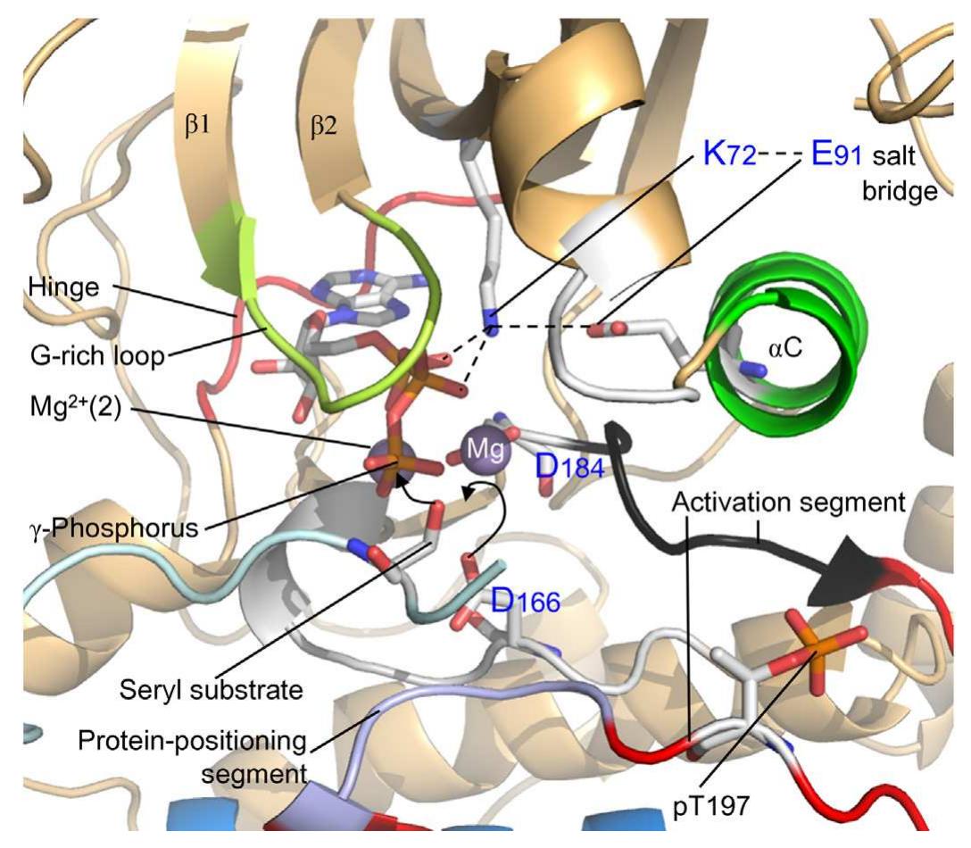 Mechanism of the pka reaction. the oxygen of the