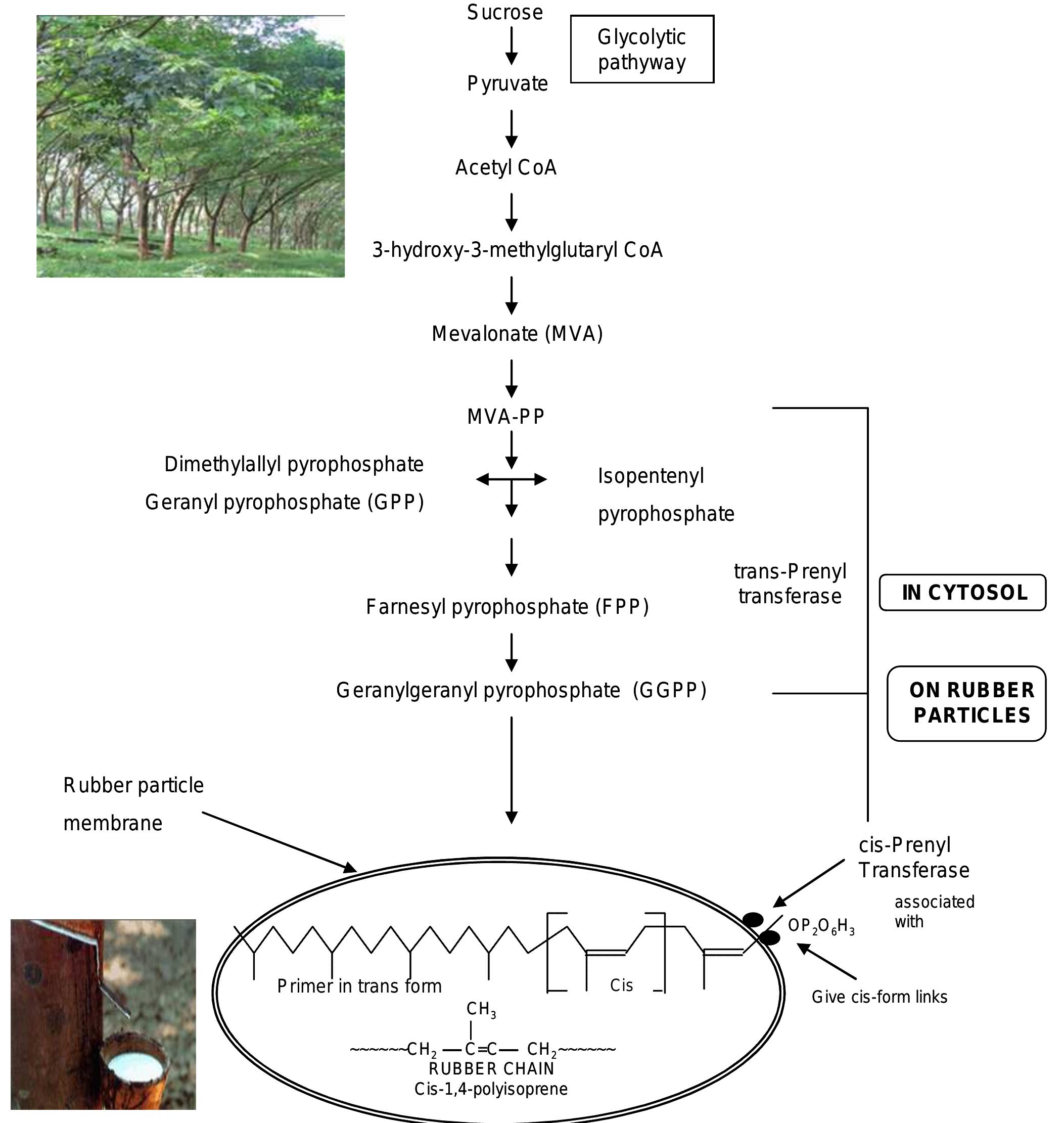 General rubber biosynthesis pathway.