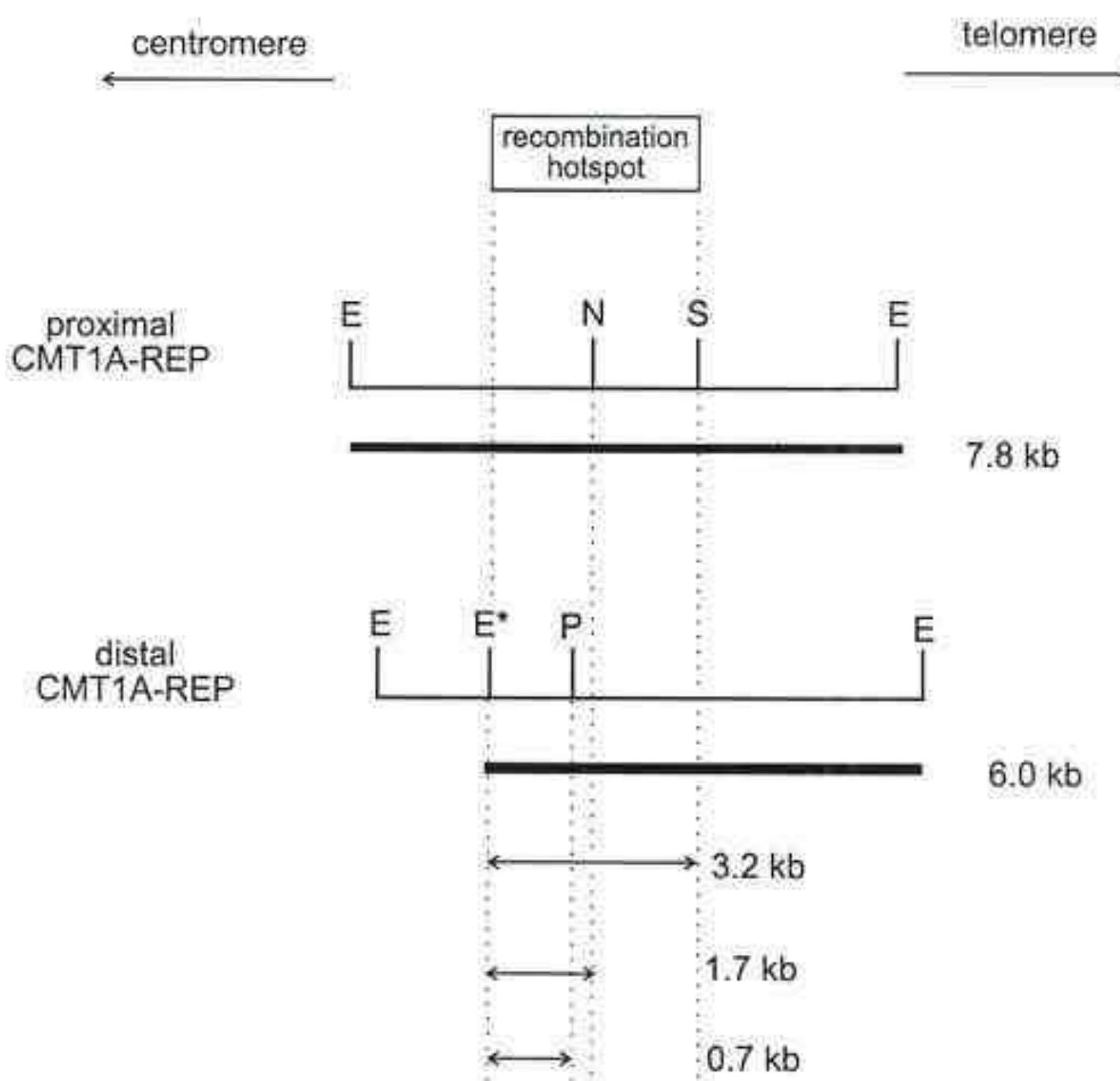 (3). schematic diagram of the recombination hotspot