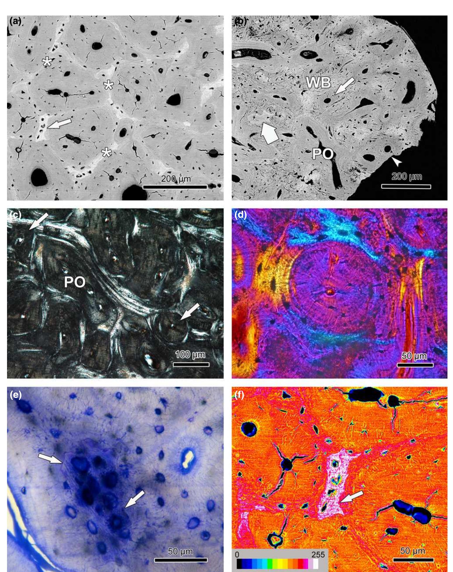 G- 7 (af) microscopic appearance of transversely sectioned