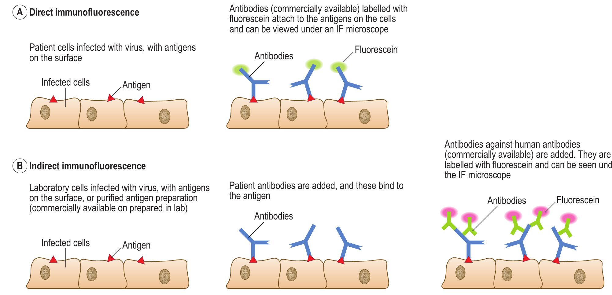Diagrams indicating (a) direct immunofluorescence and (b)