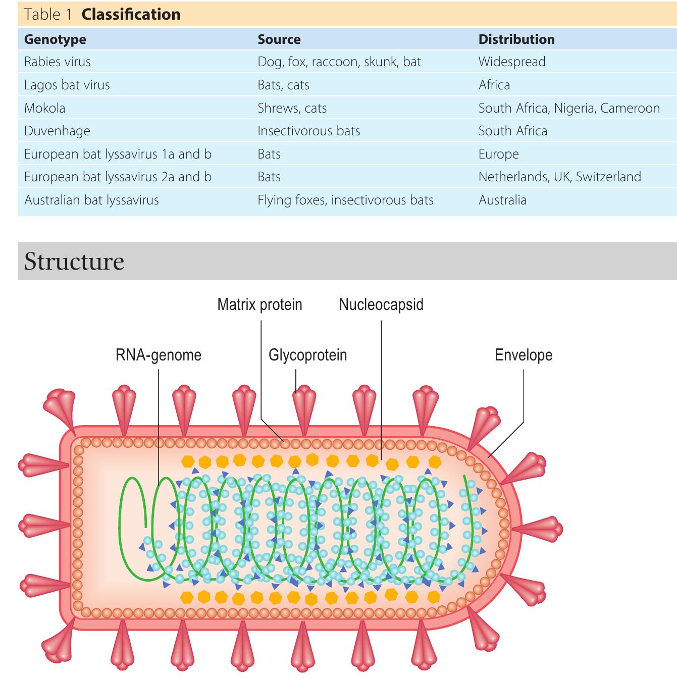 Structure of the rabies virus. classification: family