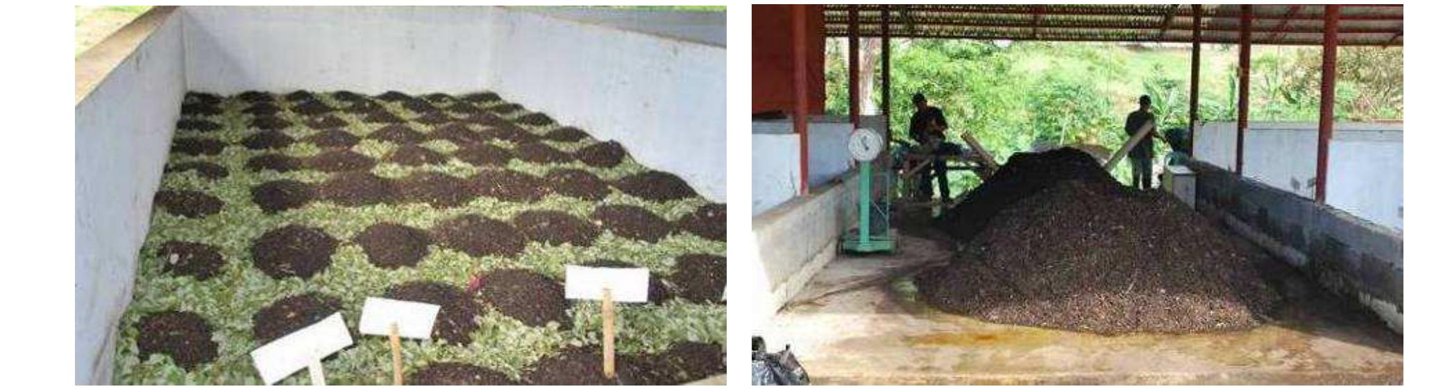 Composting bed for vermin-composting with added “madre de