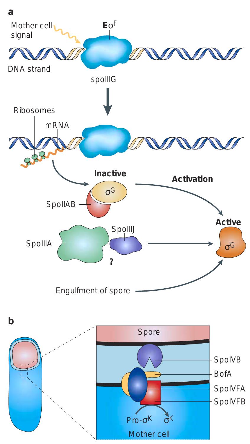 regulation of the late stages of sporulation. a