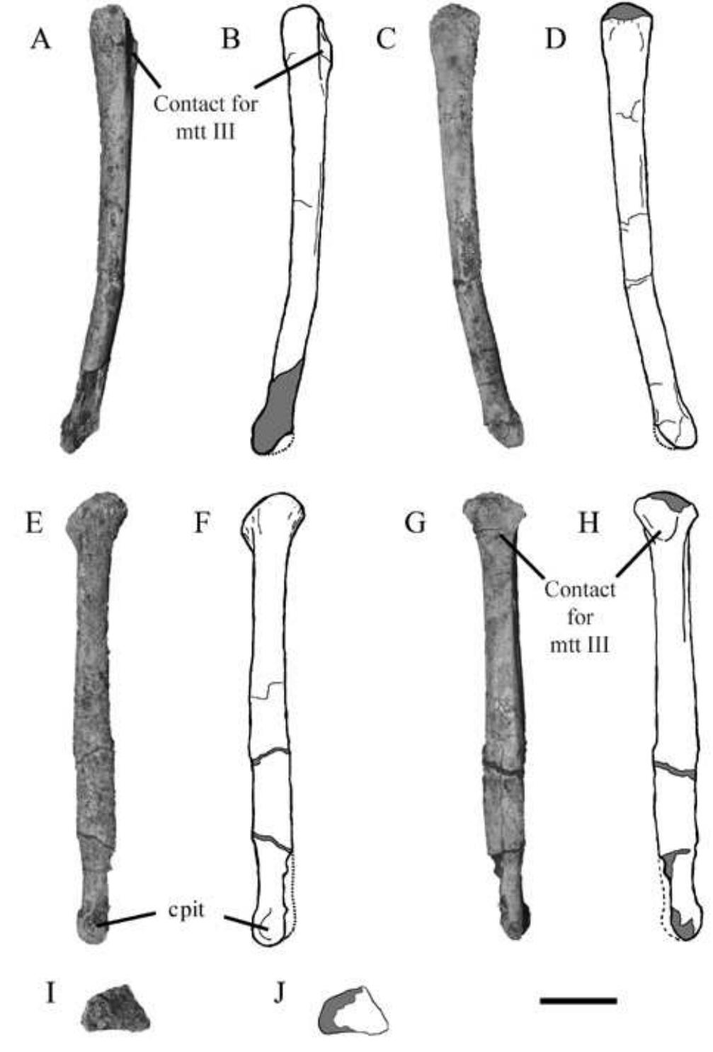 Figure 3 - NEW THEROPOD FAUNA FROM THE UPPER CRETACEOUS