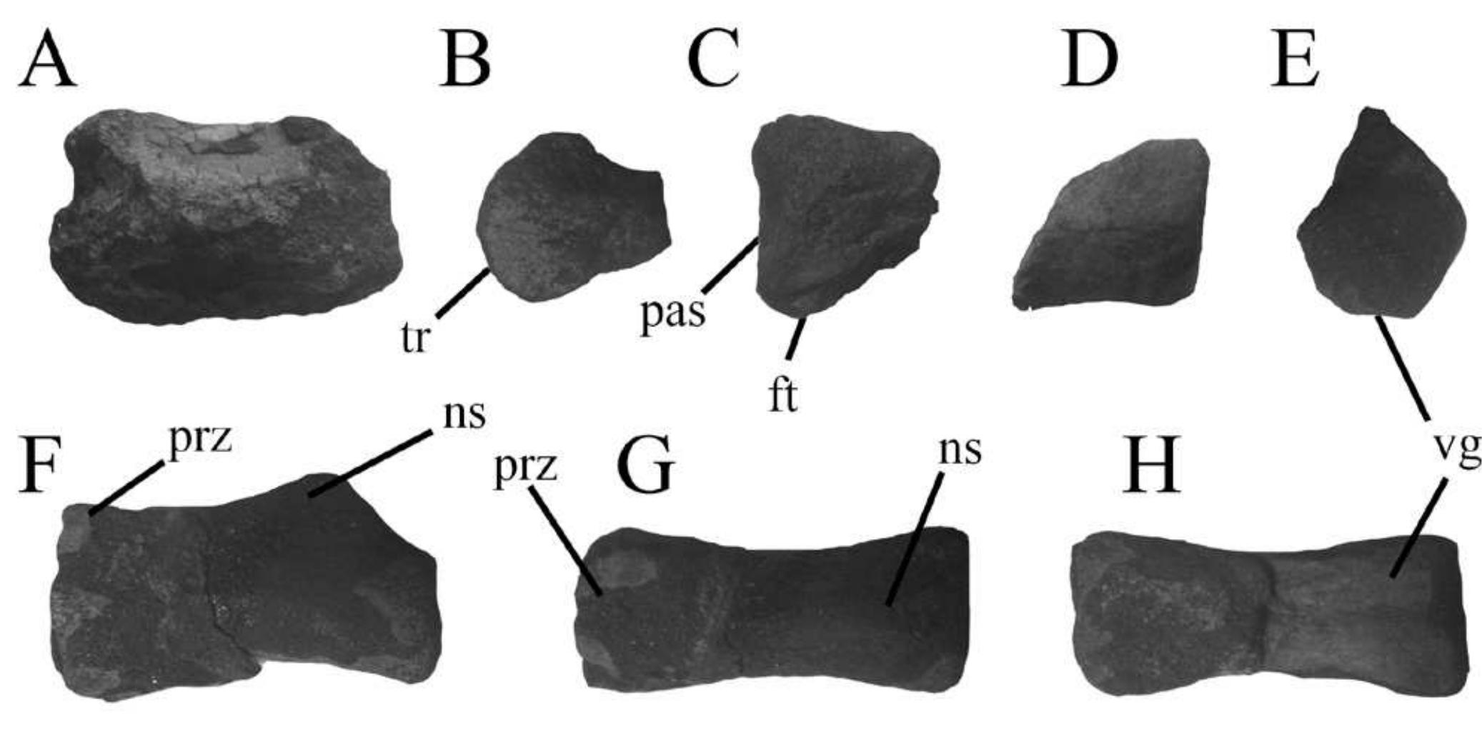 Figure 16 - NEW THEROPOD FAUNA FROM THE UPPER CRETACEOUS