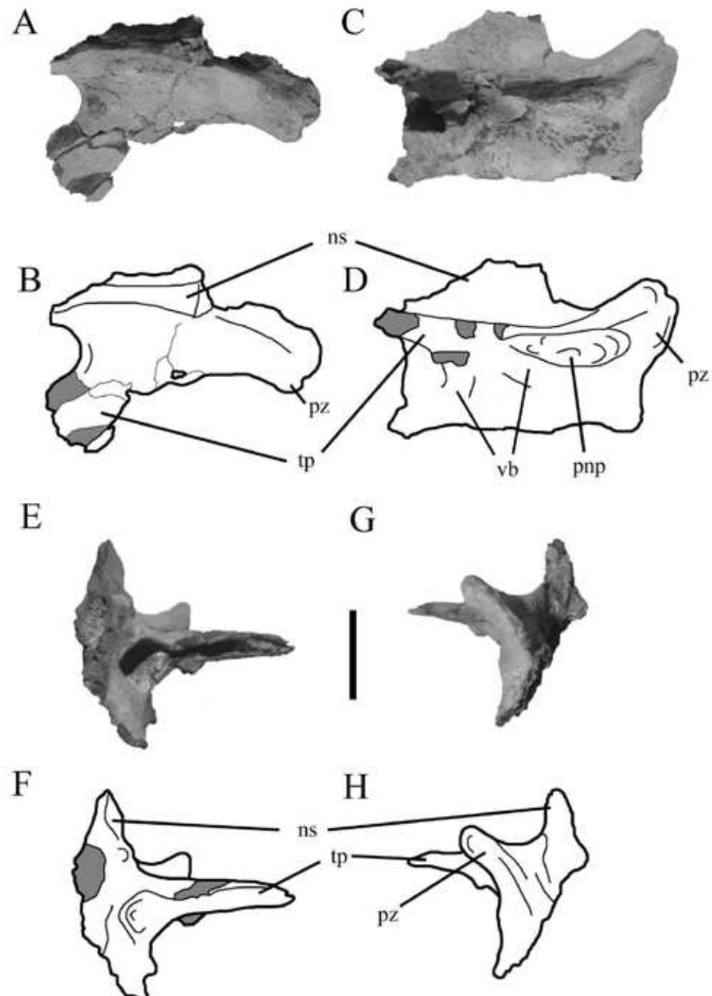 Figure 20 - NEW THEROPOD FAUNA FROM THE UPPER CRETACEOUS
