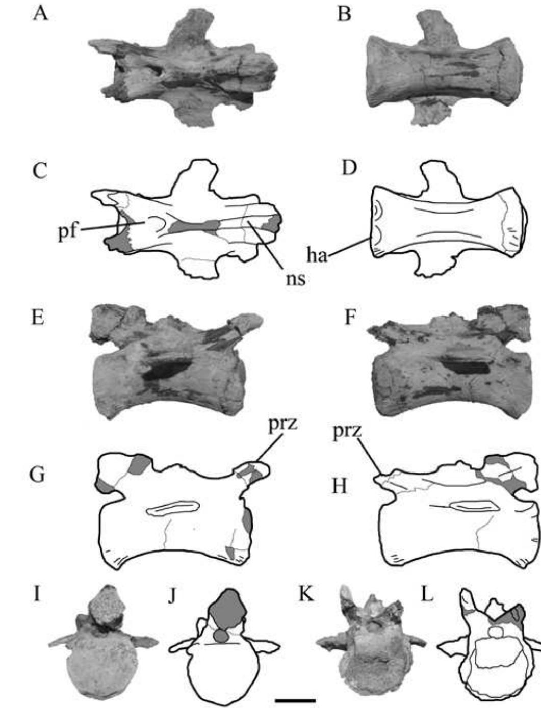Figure 23 - from NEW THEROPOD FAUNA FROM THE UPPER