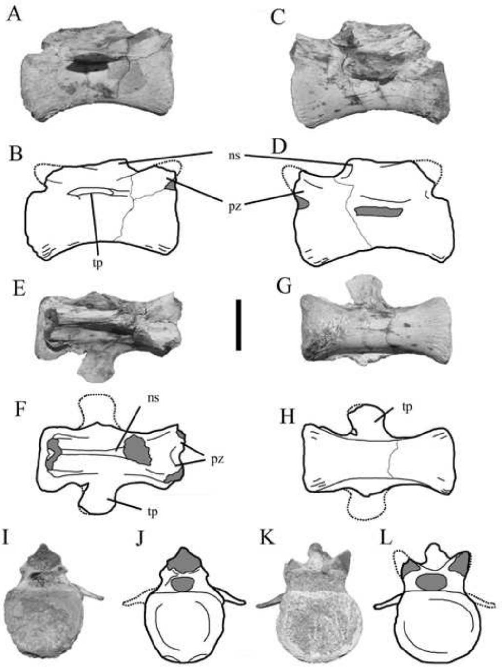 Aoniraptor libertatem (holotype). posterior caudal vertebra
